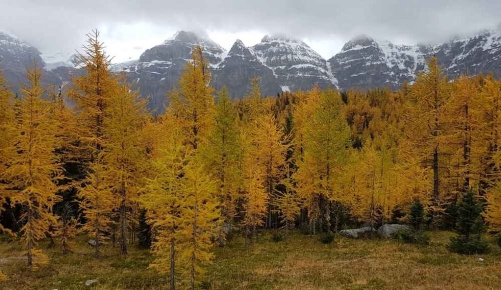 Valley Of The Ten Peaks, Alberta: Local's Ultimate Guide | Alberta Tourist
